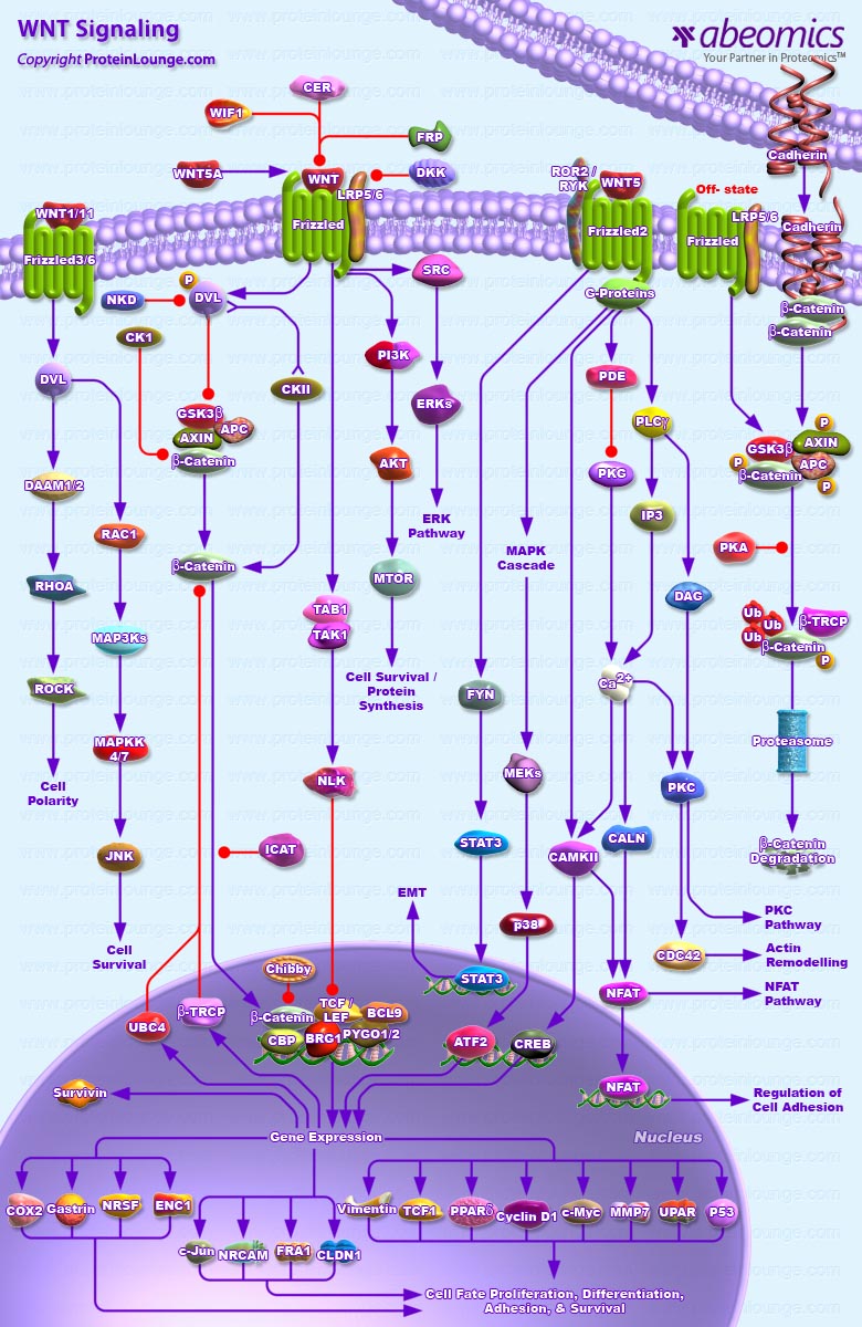 WNT Signaling